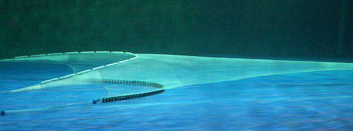 Filet chalut - Bacalao - Vónin - de pêche