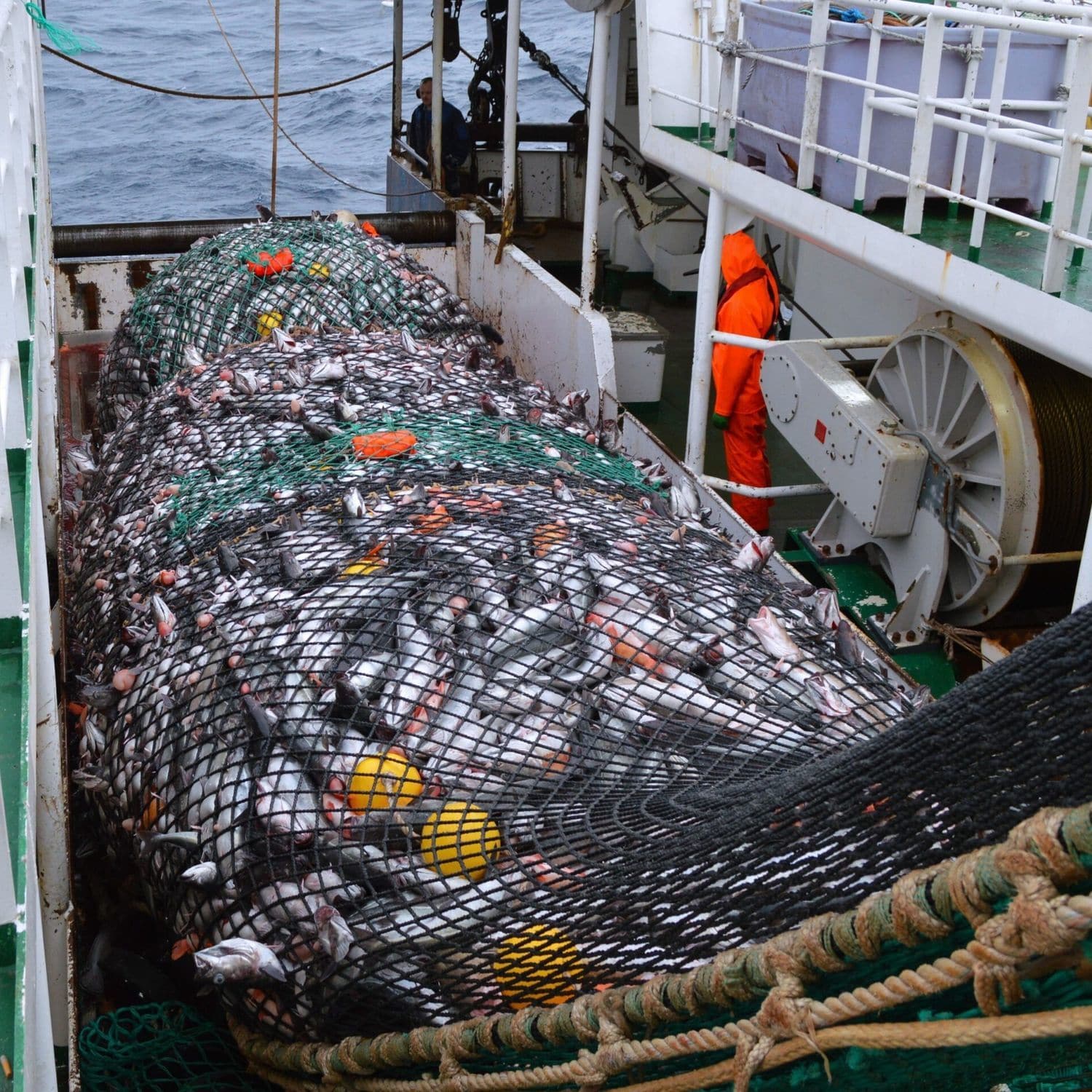 Filet chalut - Bacalao - Vónin - de pêche