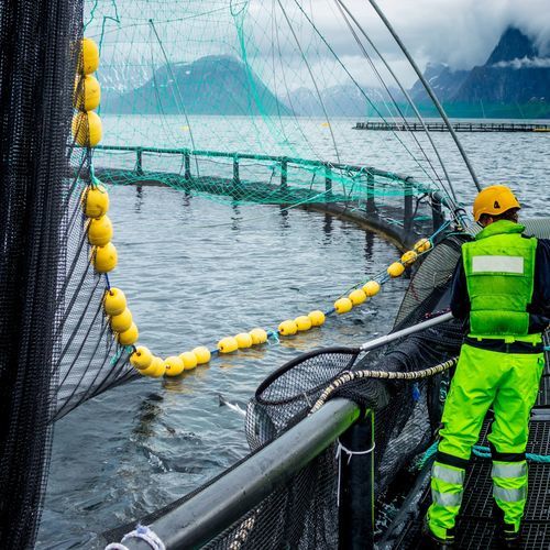 Filet de pêche - Sweep - Vónin - pour l'aquaculture